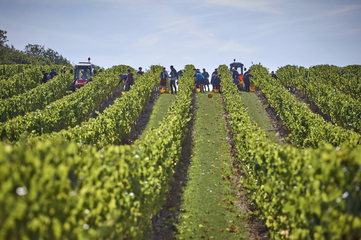 2022 Harvest Summary – Chapel Down