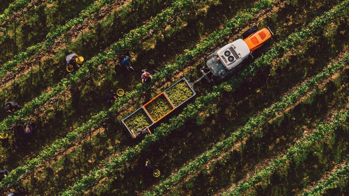 2023 Harvest Summary – Chapel Down