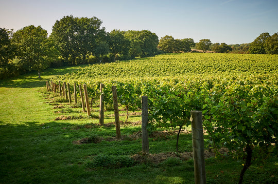 Visit the Chapel Down Winery